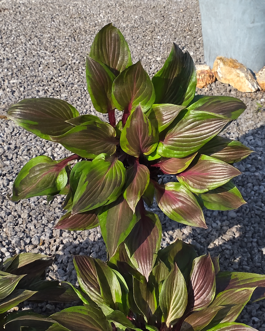 Hosta 'Red Ninja' bare roots — Buy world’s first red-leaf hosta online ...