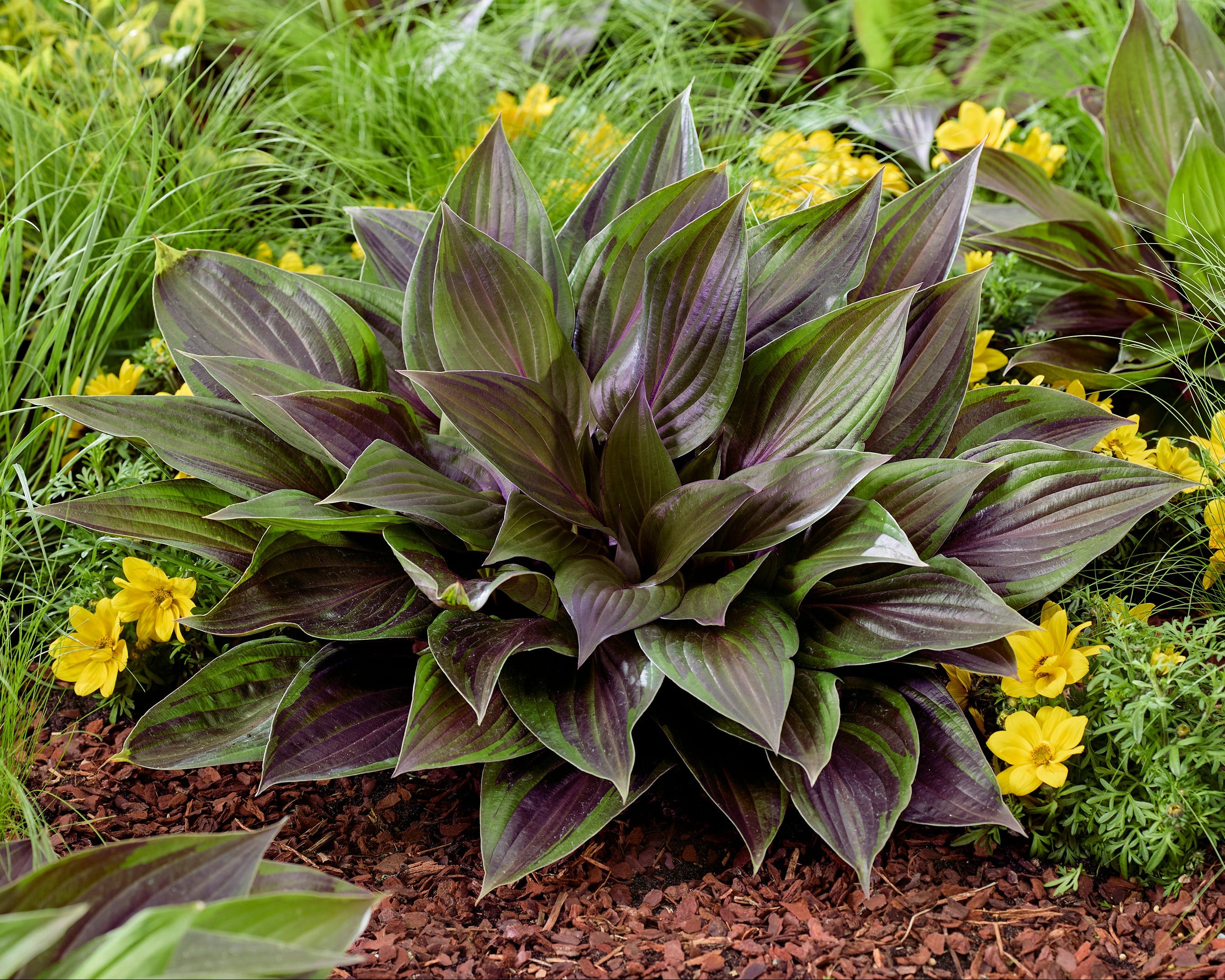 Hosta 'Red Ninja' bare roots — Buy world’s first red-leaf hosta online ...