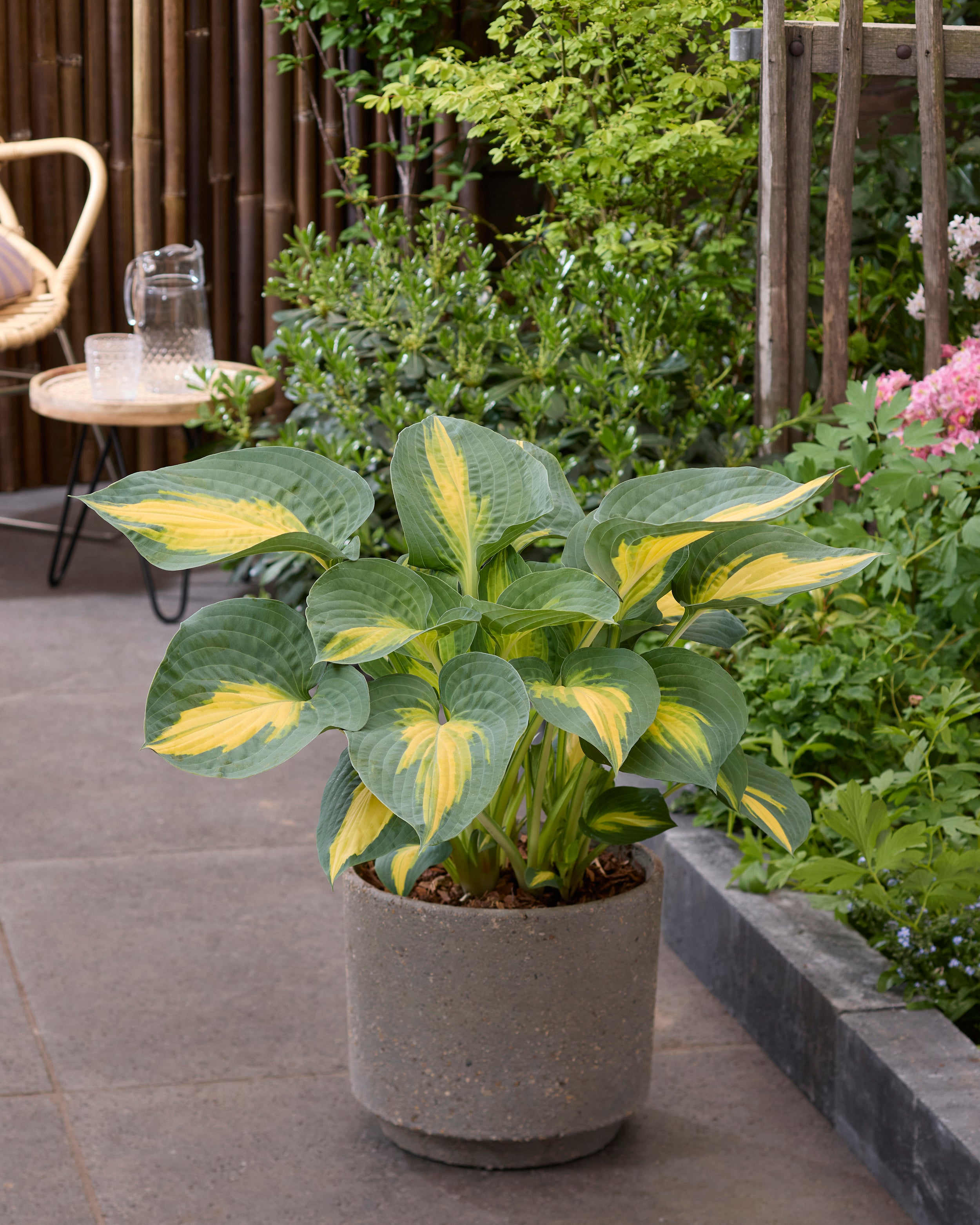 Hosta 'Smash Hit' bare roots — Buy plantain lilies online at Farmer ...