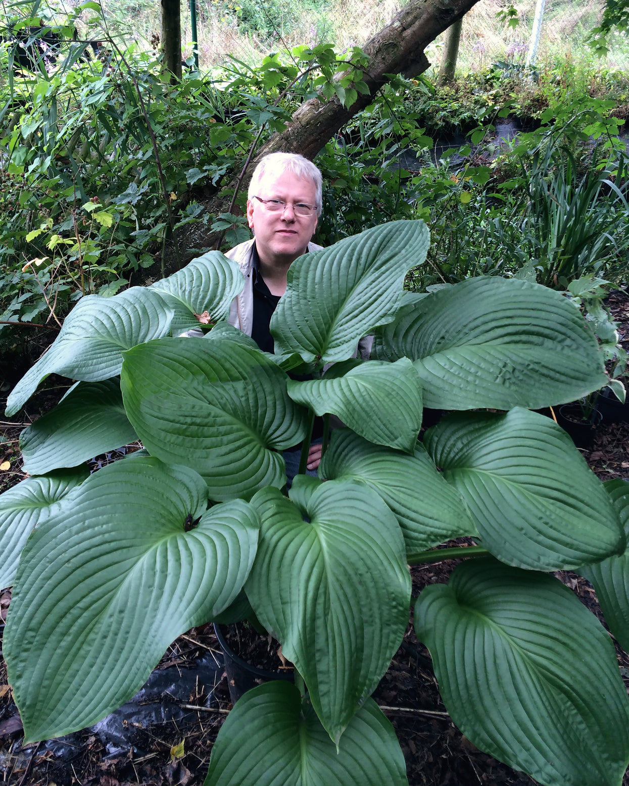 Hosta 'T-Rex' bare roots — Buy giant plantain lilies online at Farmer ...