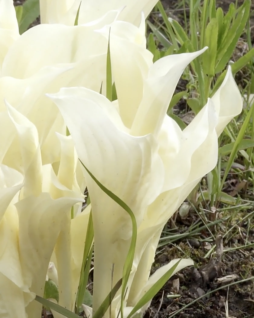 Hosta 'White Feather' bare roots | Buy white plantain lilies online at ...