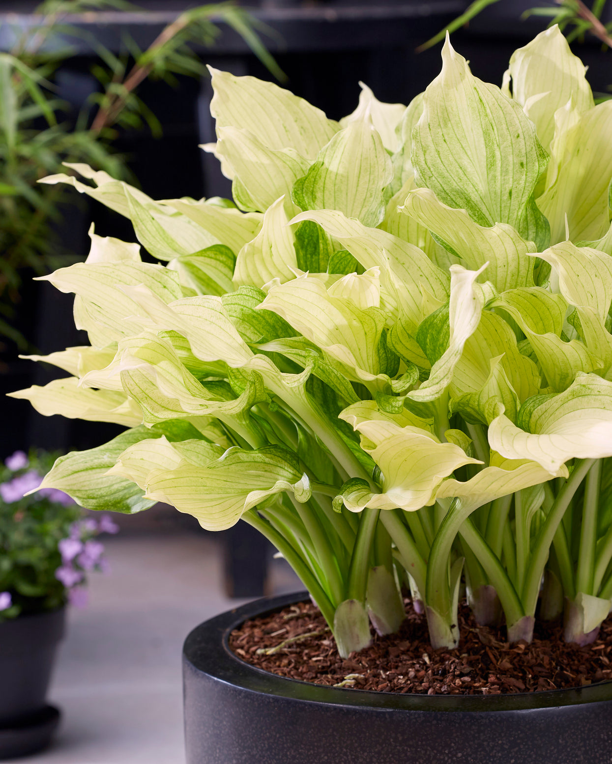 Hosta 'White Feather XXL' bare roots — Buy improved white plantain ...