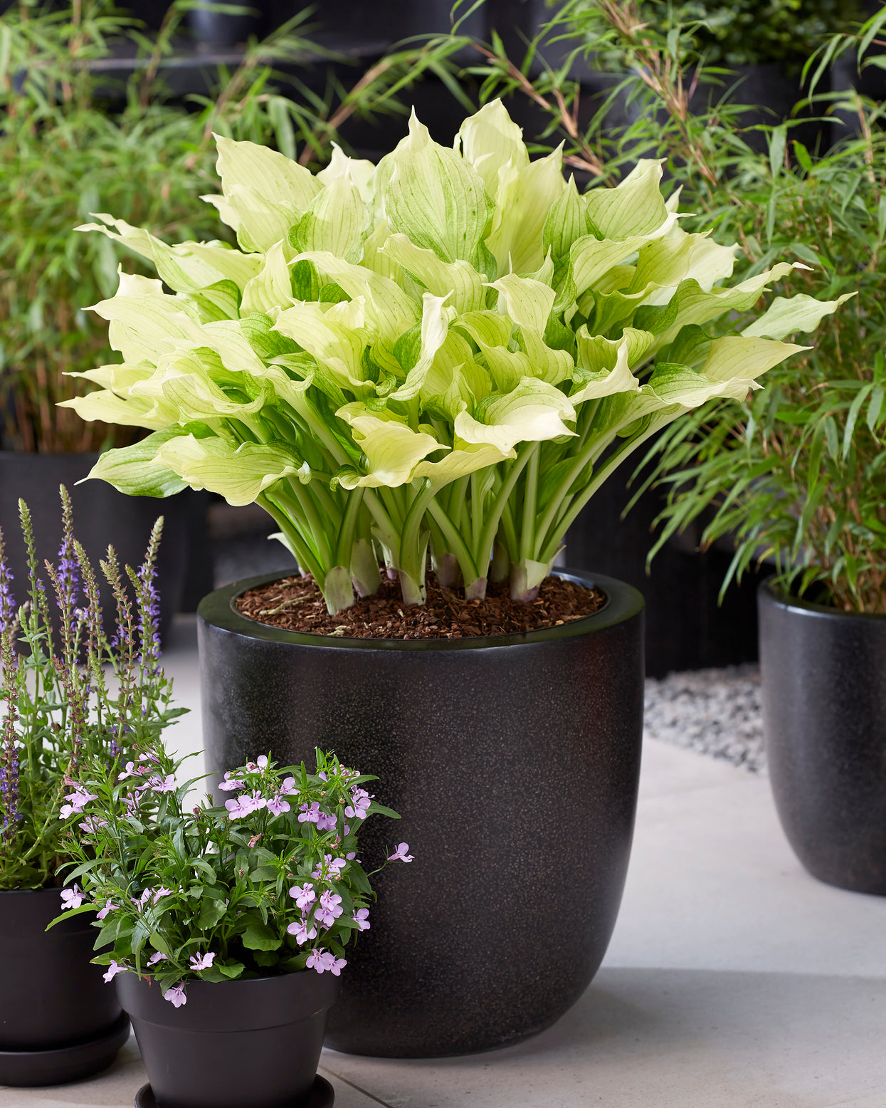 Hosta 'White Feather XXL' bare roots | Buy improved white plantain ...