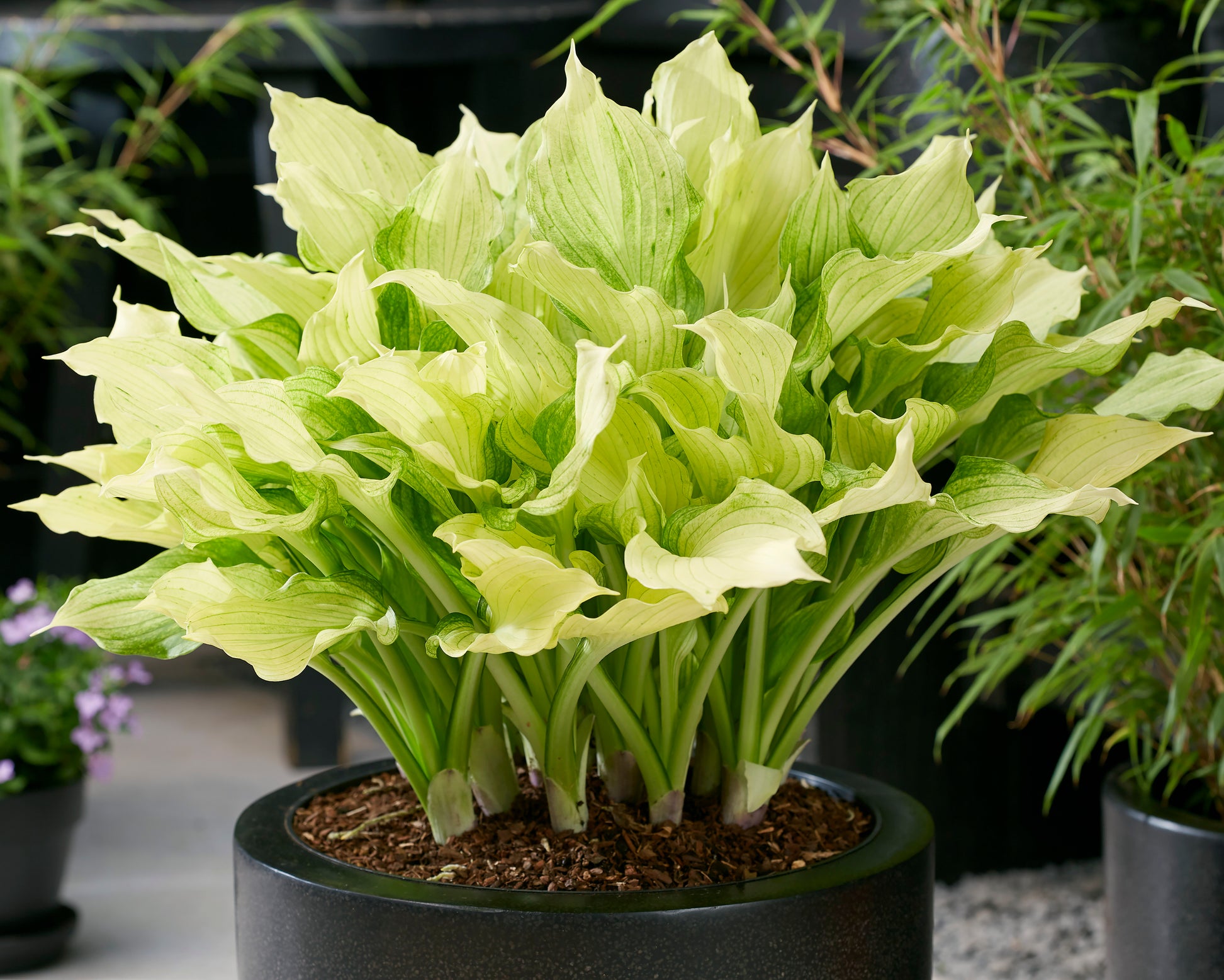 Hosta 'White Feather XXL' bare roots | Buy improved white plantain ...