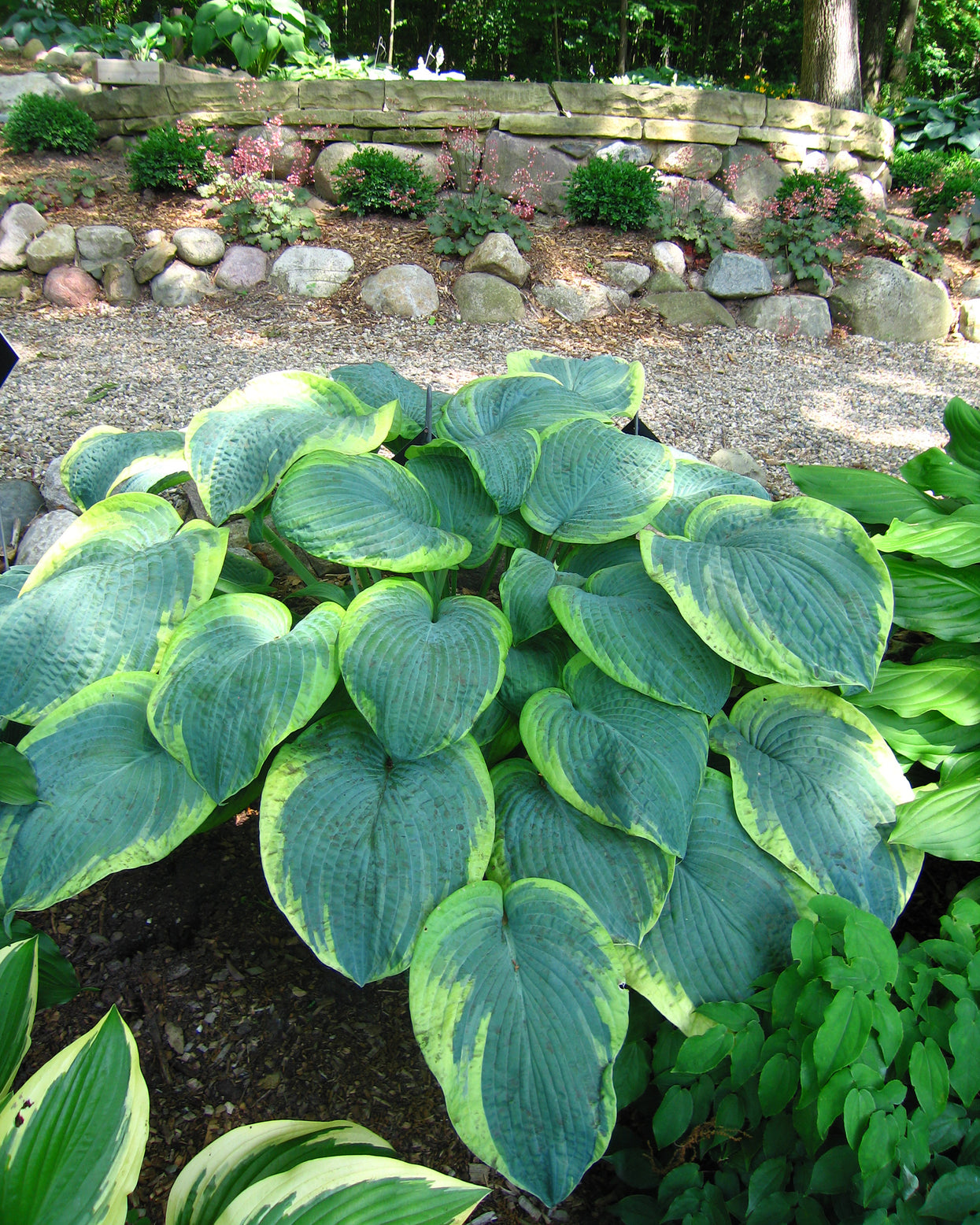 Hosta 'Wu-La-La' bare roots — Buy plantain lilies online at Farmer Gracy UK