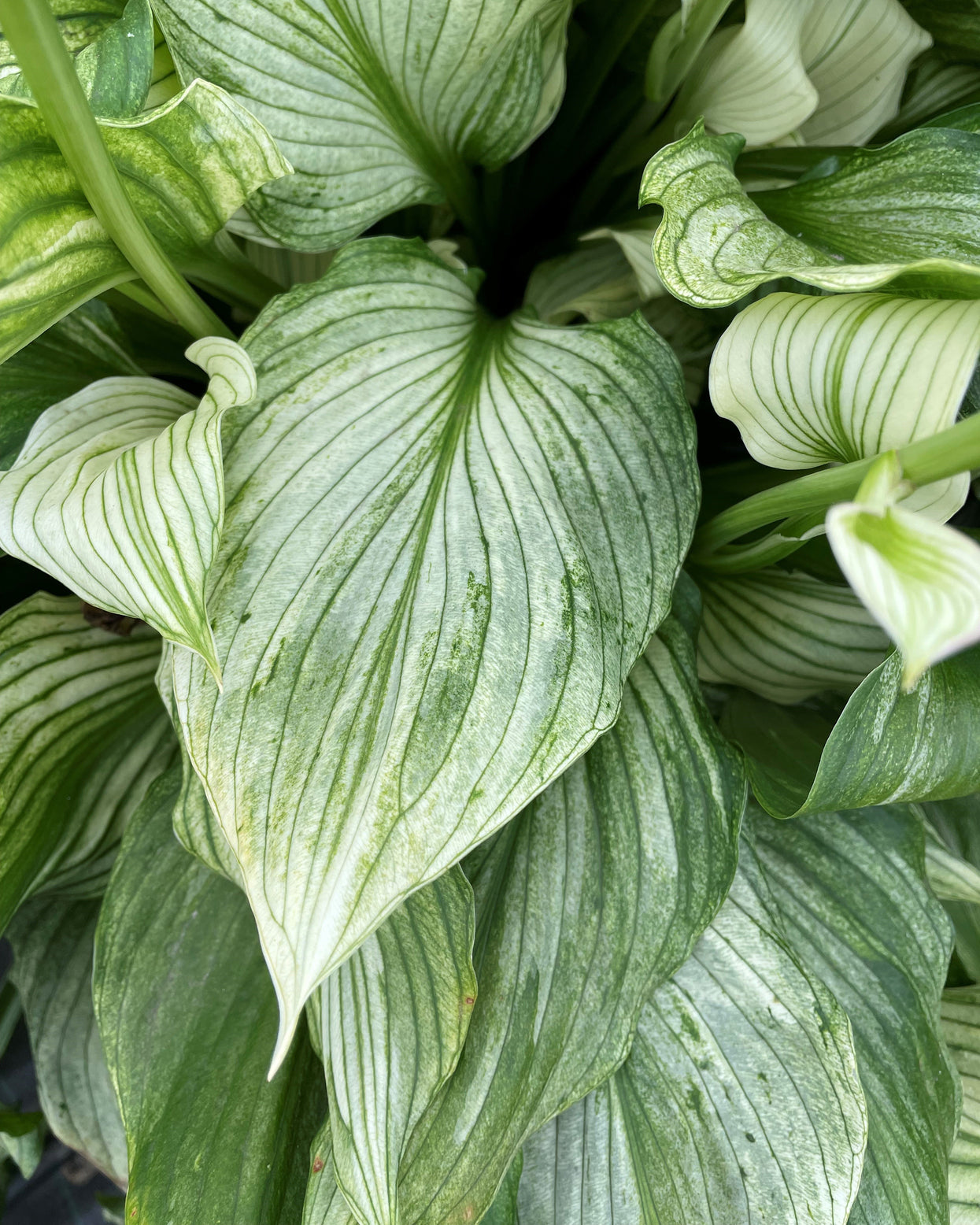 Hosta 'Zebra Stripes' bare roots — Buy striped plantain lilies online ...