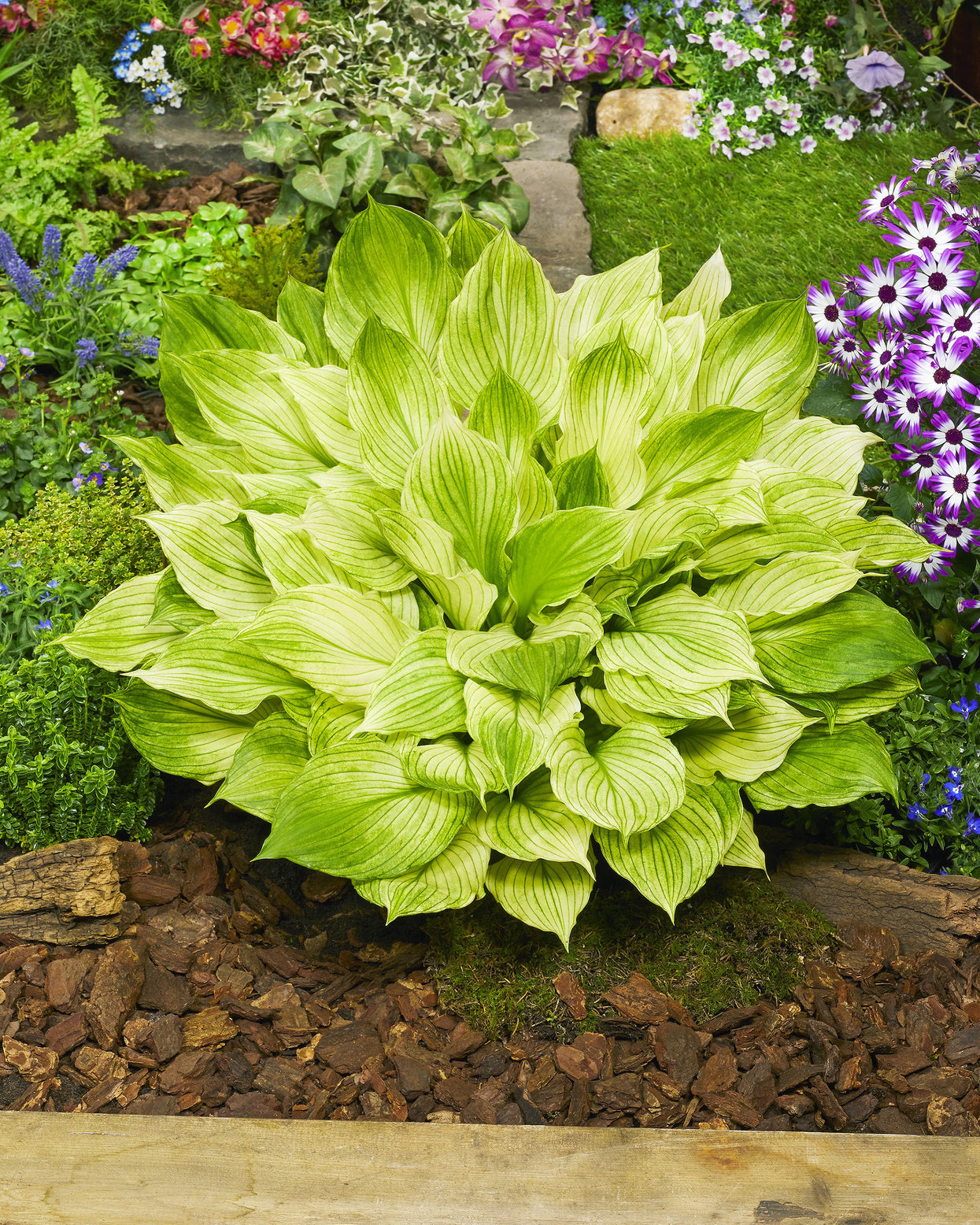 Hosta 'Zebra Stripes' bare roots — Buy striped plantain lilies online ...