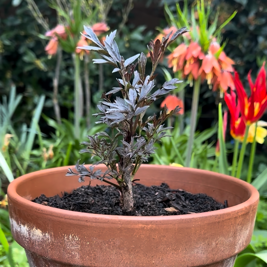 Ribes sanguineum 'King Edward VII' bare roots | Buy flowering currant ...