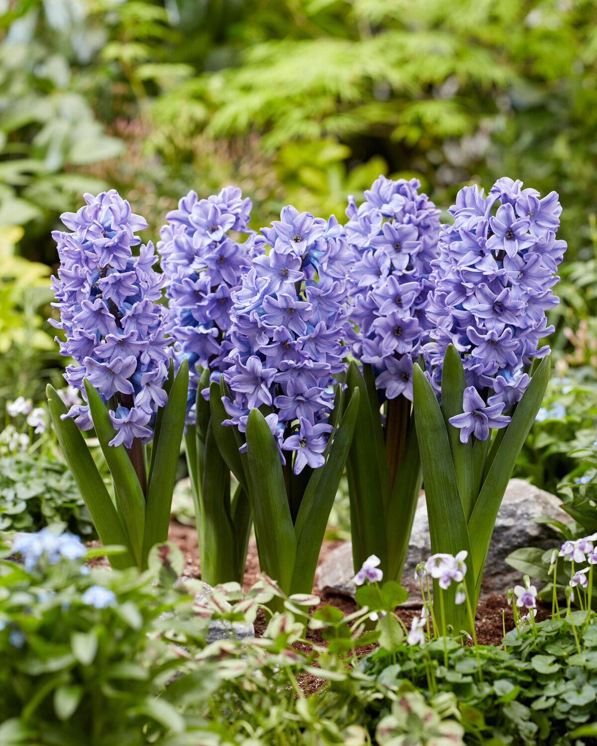 Hyacinth 'All Stars' bulbs — Buy violet-blue hyacinths online at Farmer ...