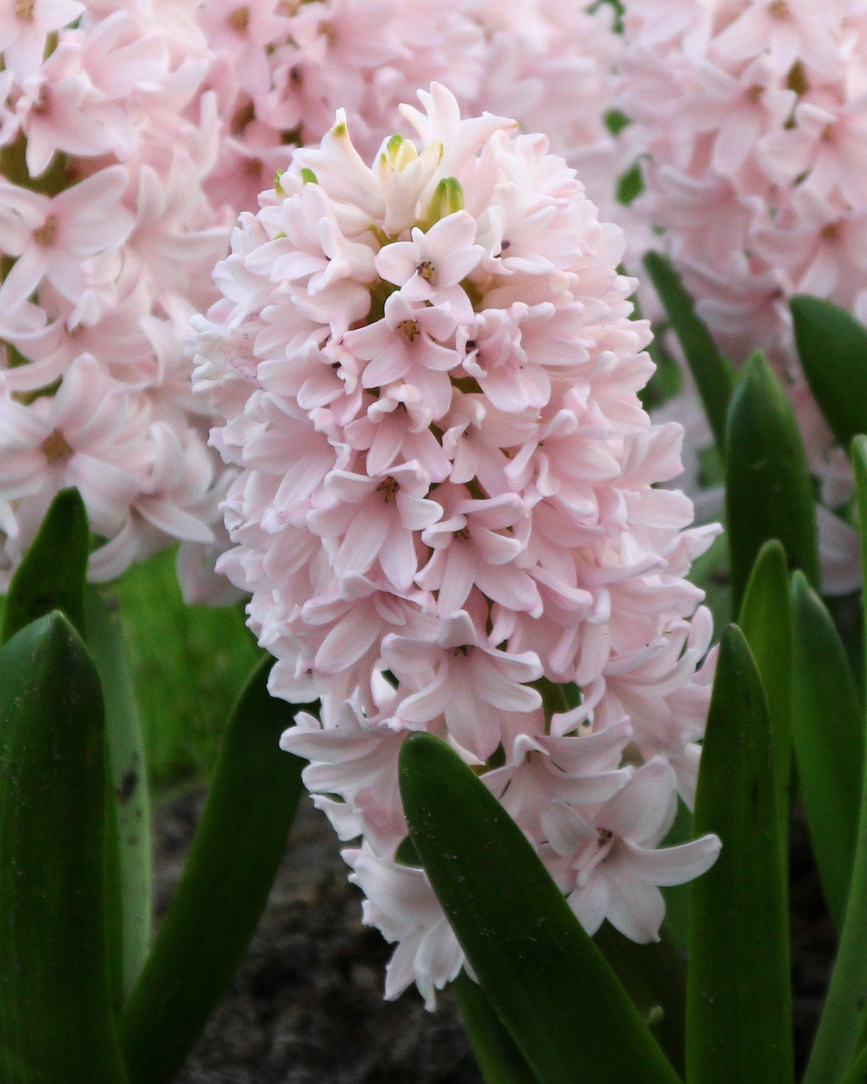 Hyacinth 'China Pink' bulbs — Buy soft pink hyacinths online at Farmer ...