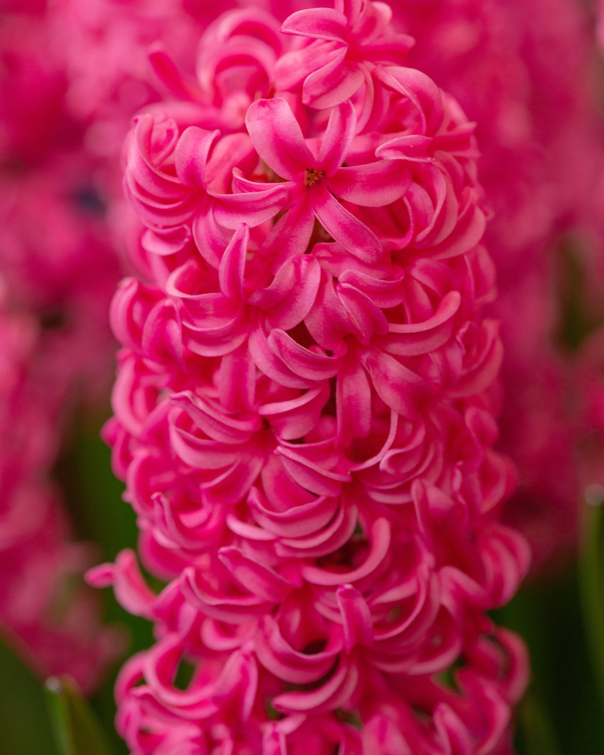 Hyacinth 'Johanna' bulbs | Buy online at Farmer Gracy UK