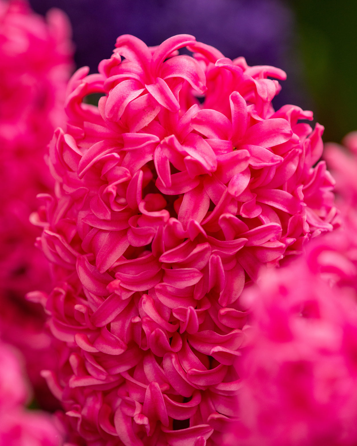 Hyacinth 'Johanna' bulbs | Buy online at Farmer Gracy UK