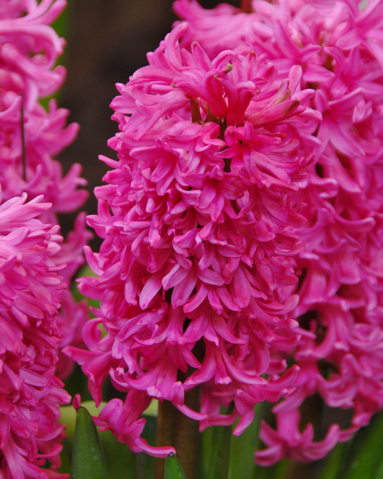 Hyacinth 'Johanna' bulbs | Buy online at Farmer Gracy UK
