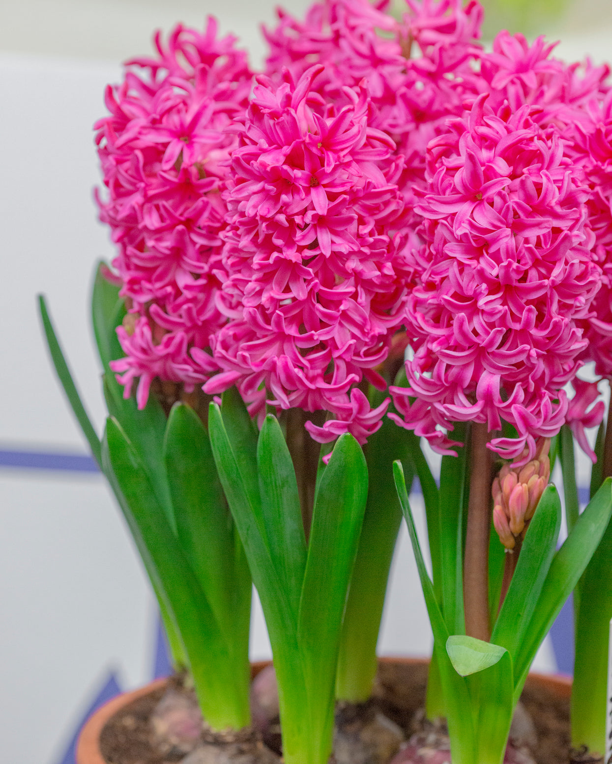 Hyacinth 'Johanna' bulbs | Buy online at Farmer Gracy UK