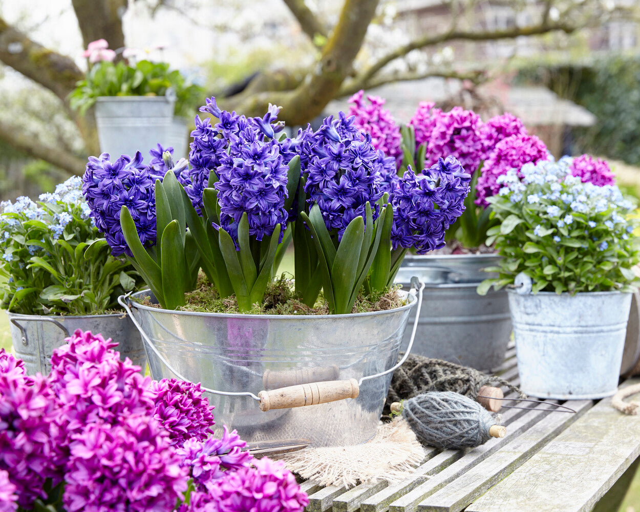 Hyacinth 'Manhattan' bulbs | Buy online at Farmer Gracy UK
