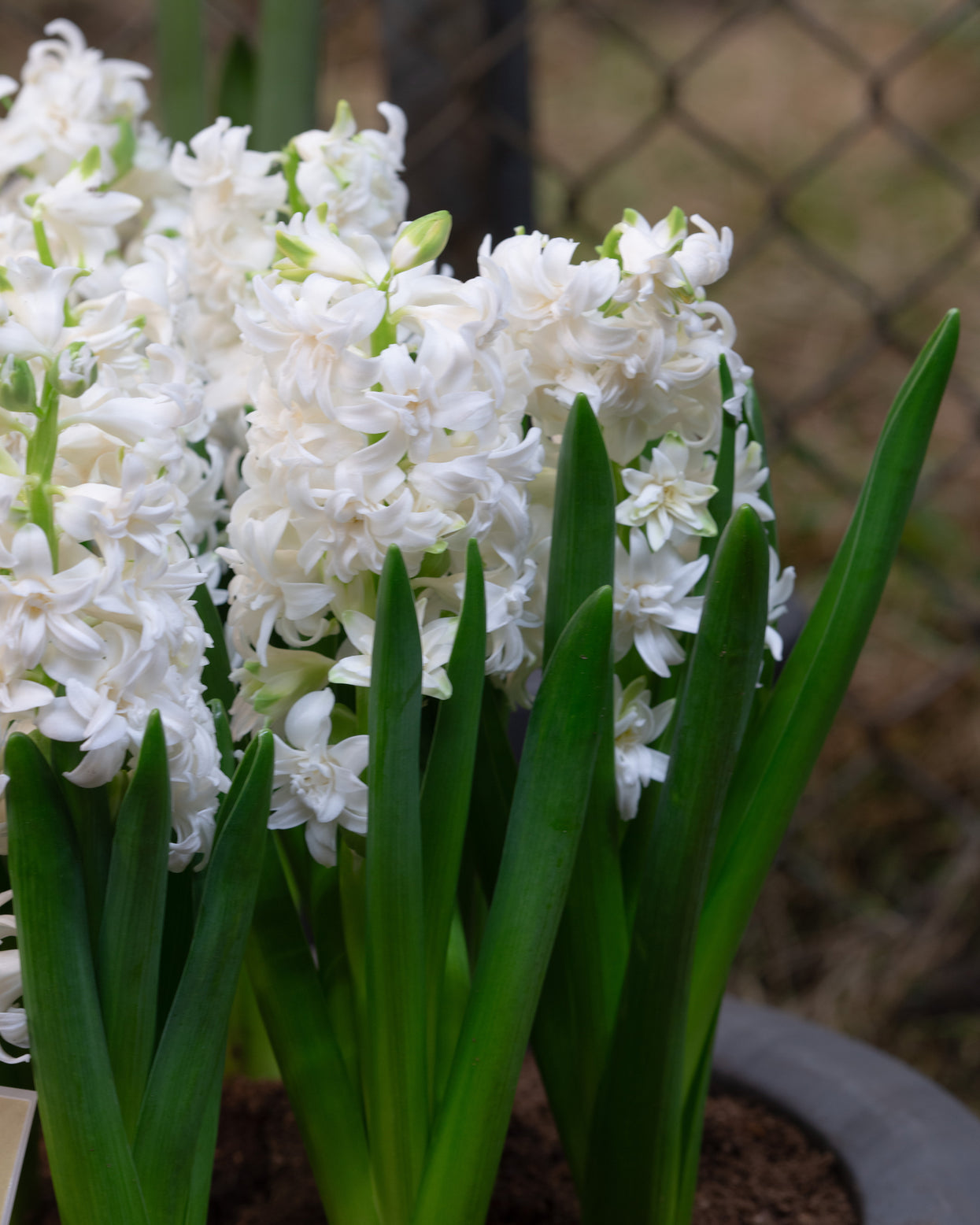 Hyacinth 'Snow Crystal' bulbs | Buy online at Farmer Gracy UK