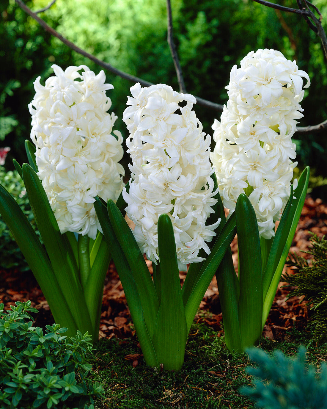 Hyacinth 'Snow Crystal' bulbs — Buy online at Farmer Gracy UK