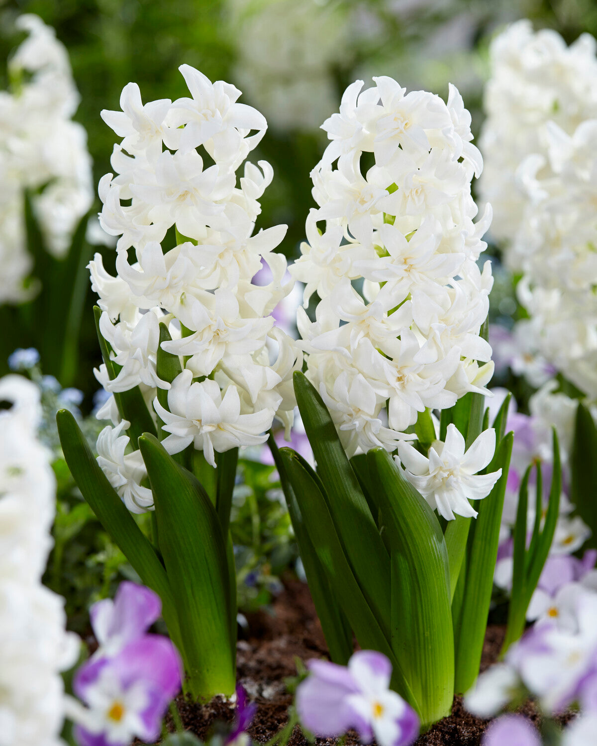 Hyacinth 'Snow Crystal' bulbs | Buy online at Farmer Gracy UK