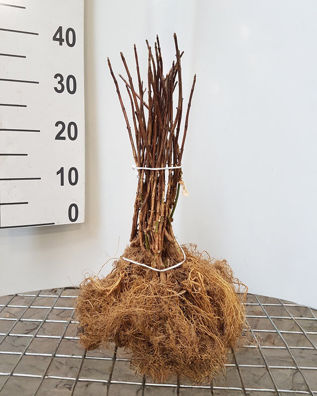 Hydrangea paniculata 'Bonfire' bare roots — Buy online at Farmer Gracy UK