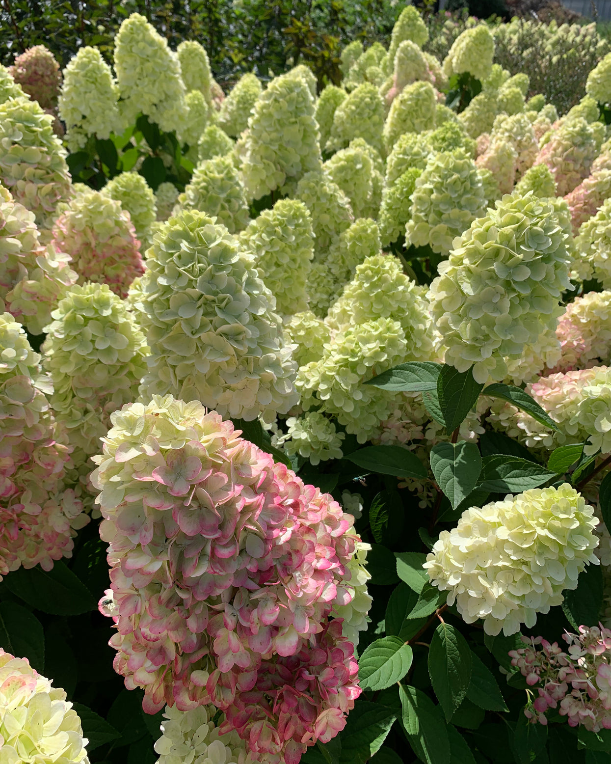 Hydrangea paniculata 'Bonfire' bare roots — Buy online at Farmer Gracy UK