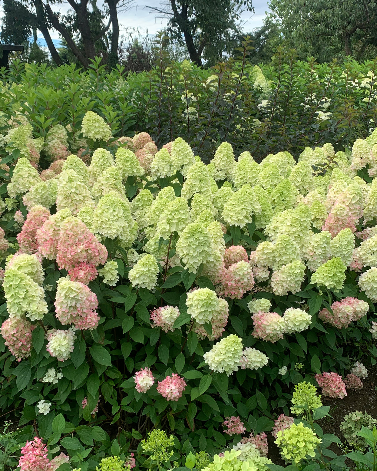 Hydrangea paniculata 'Bonfire' bare roots — Buy online at Farmer Gracy UK
