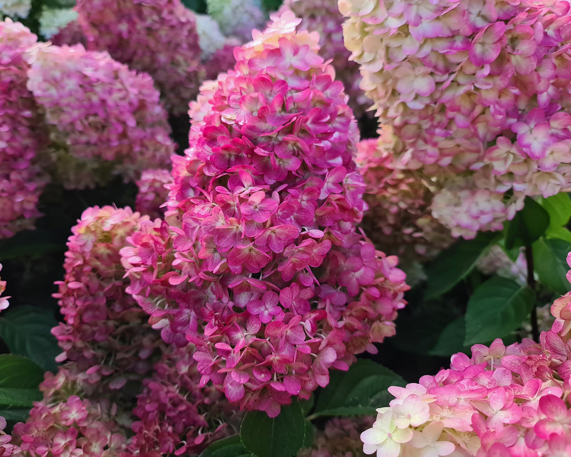 Hydrangea paniculata 'Bonfire' bare roots — Buy online at Farmer Gracy UK