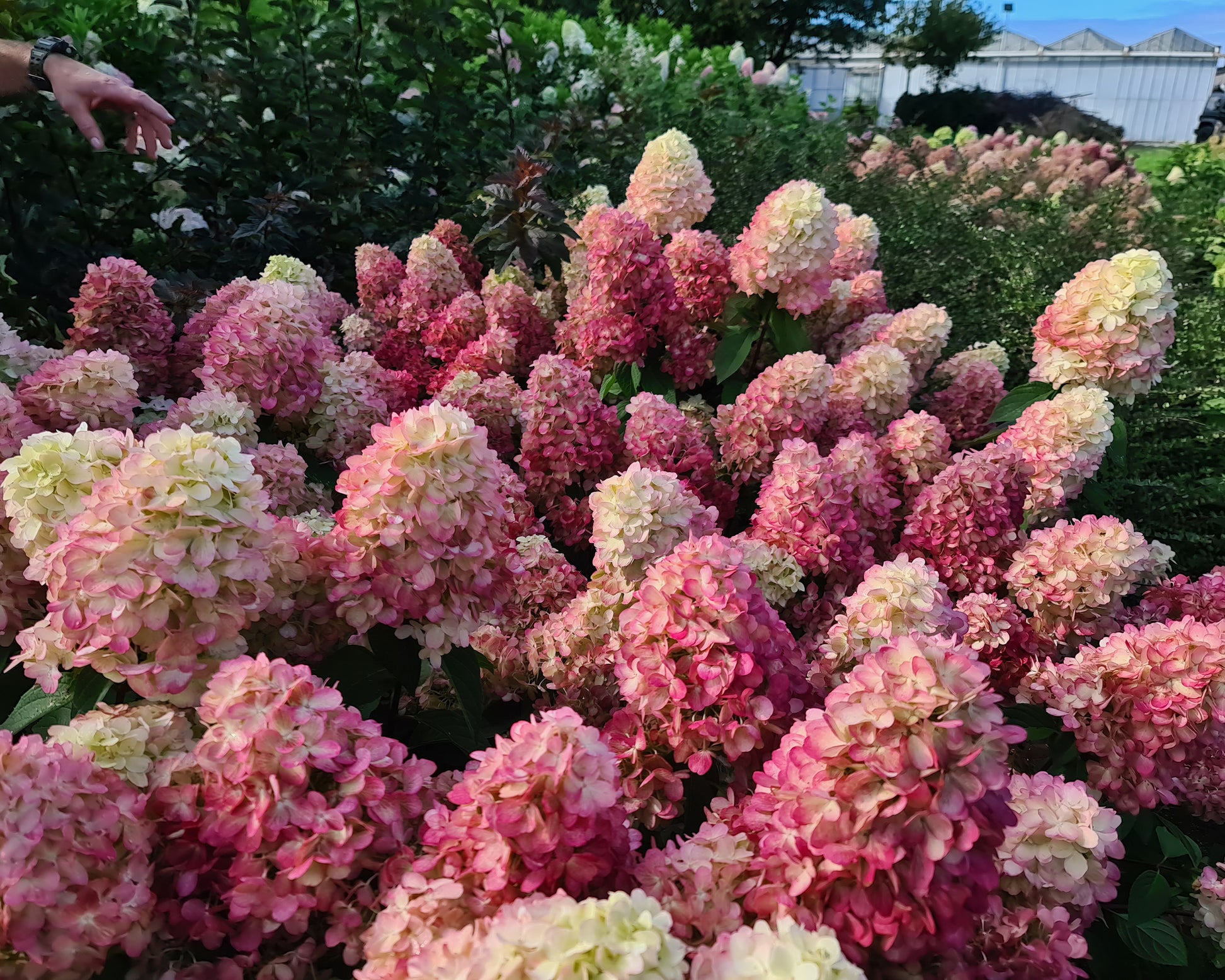 Hydrangea paniculata 'Bonfire' bare roots — Buy online at Farmer Gracy UK