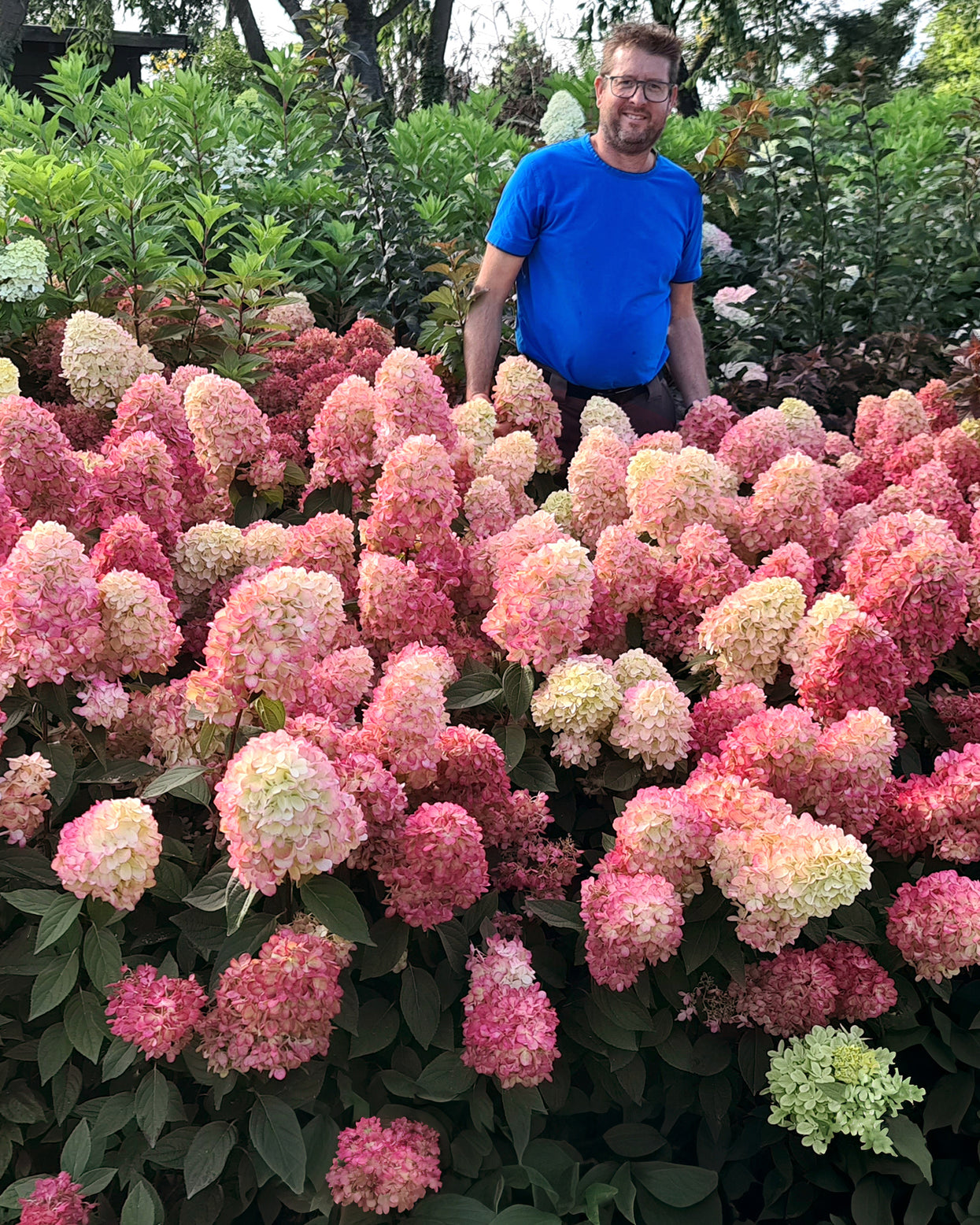 Hydrangea paniculata 'Bonfire' bare roots | Buy online at Farmer Gracy UK