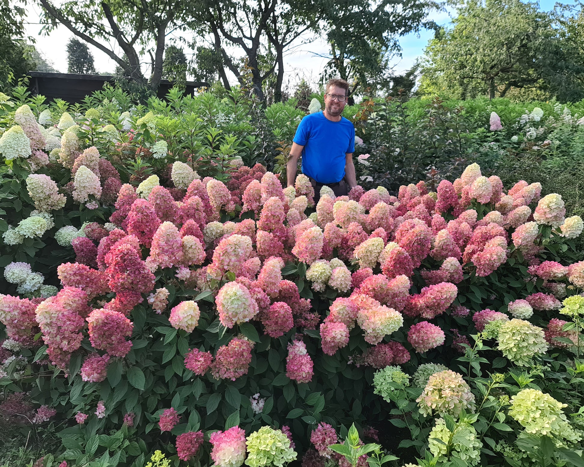 Hydrangea paniculata 'Bonfire' bare roots — Buy online at Farmer Gracy UK