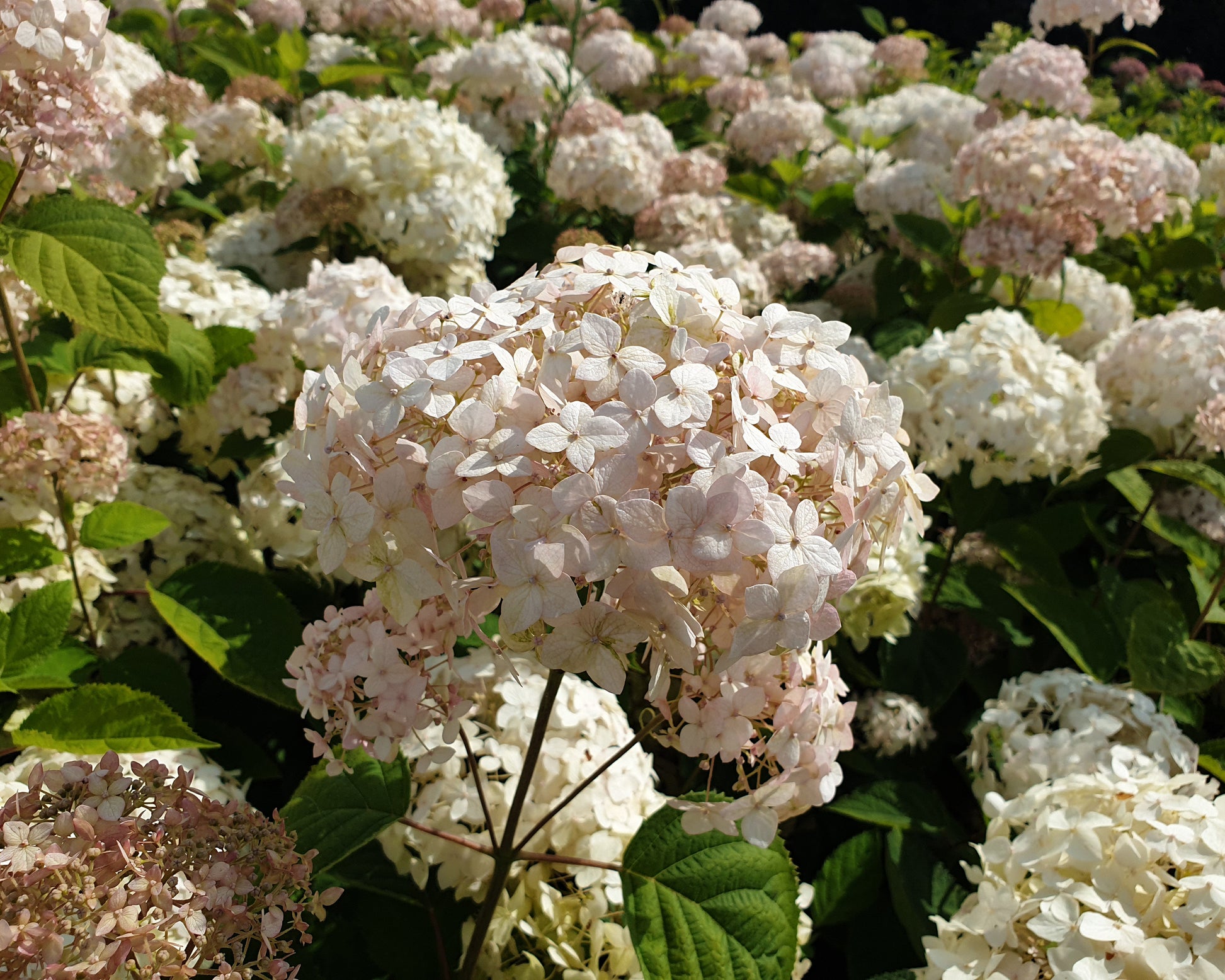 Hydrangea 'Candybelle Marshmallow bare roots — Buy online at Farmer ...
