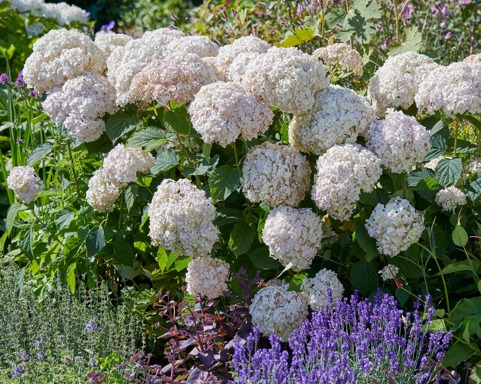 Hydrangea 'Candybelle Marshmallow bare roots — Buy online at Farmer ...
