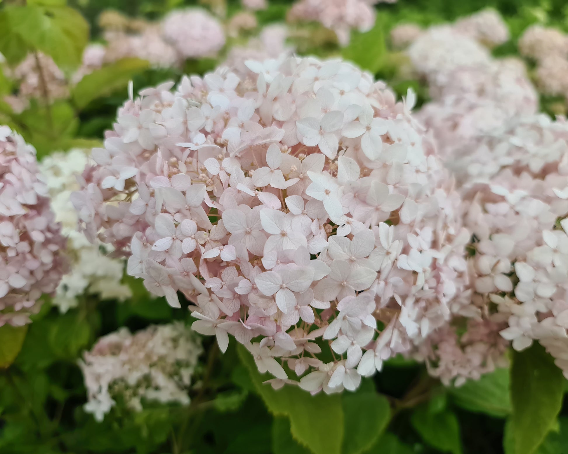 Hydrangea 'Candybelle Marshmallow bare roots — Buy online at Farmer ...