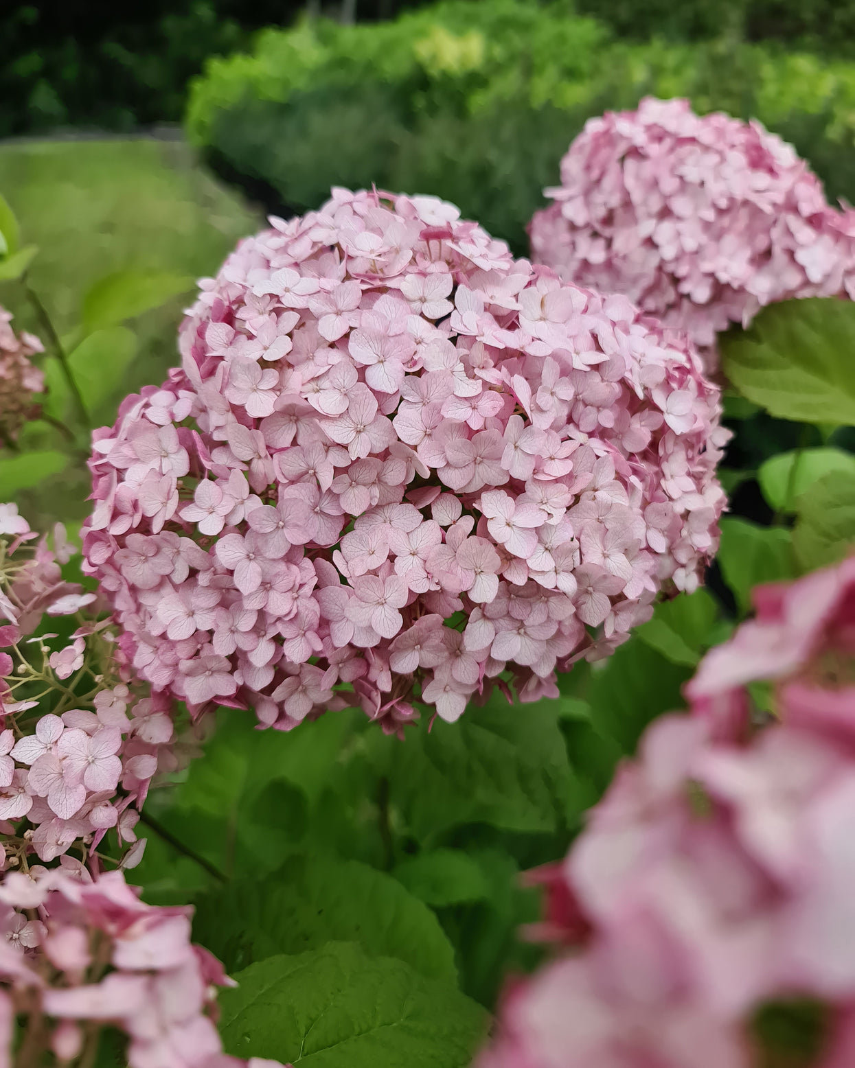 Hydrangea 'Candybelle Bubblegum' bare roots — Buy online at Farmer Gracy UK