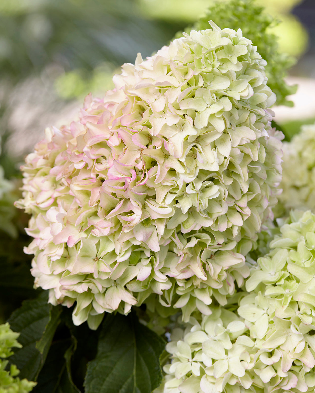 Hydrangea paniculata 'Little Fresco' bare roots — Buy online at Farmer ...