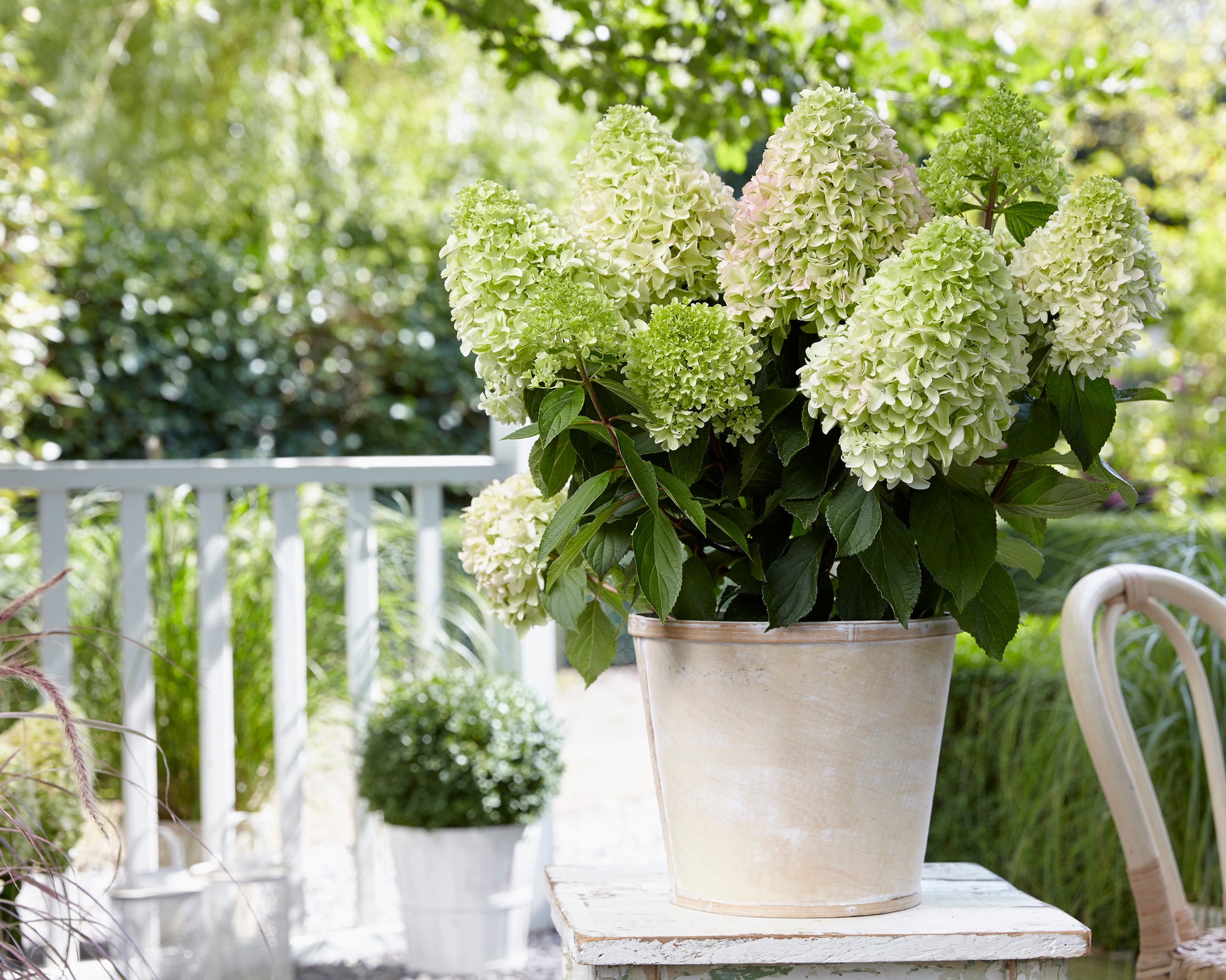 Hydrangea paniculata 'Little Fresco' bare roots — Buy online at Farmer ...