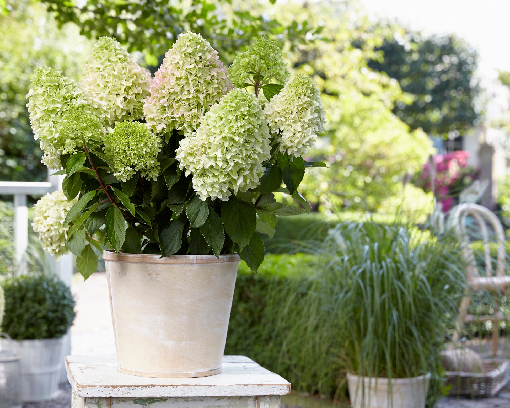 Hydrangea paniculata 'Little Fresco' bare roots — Buy online at Farmer ...