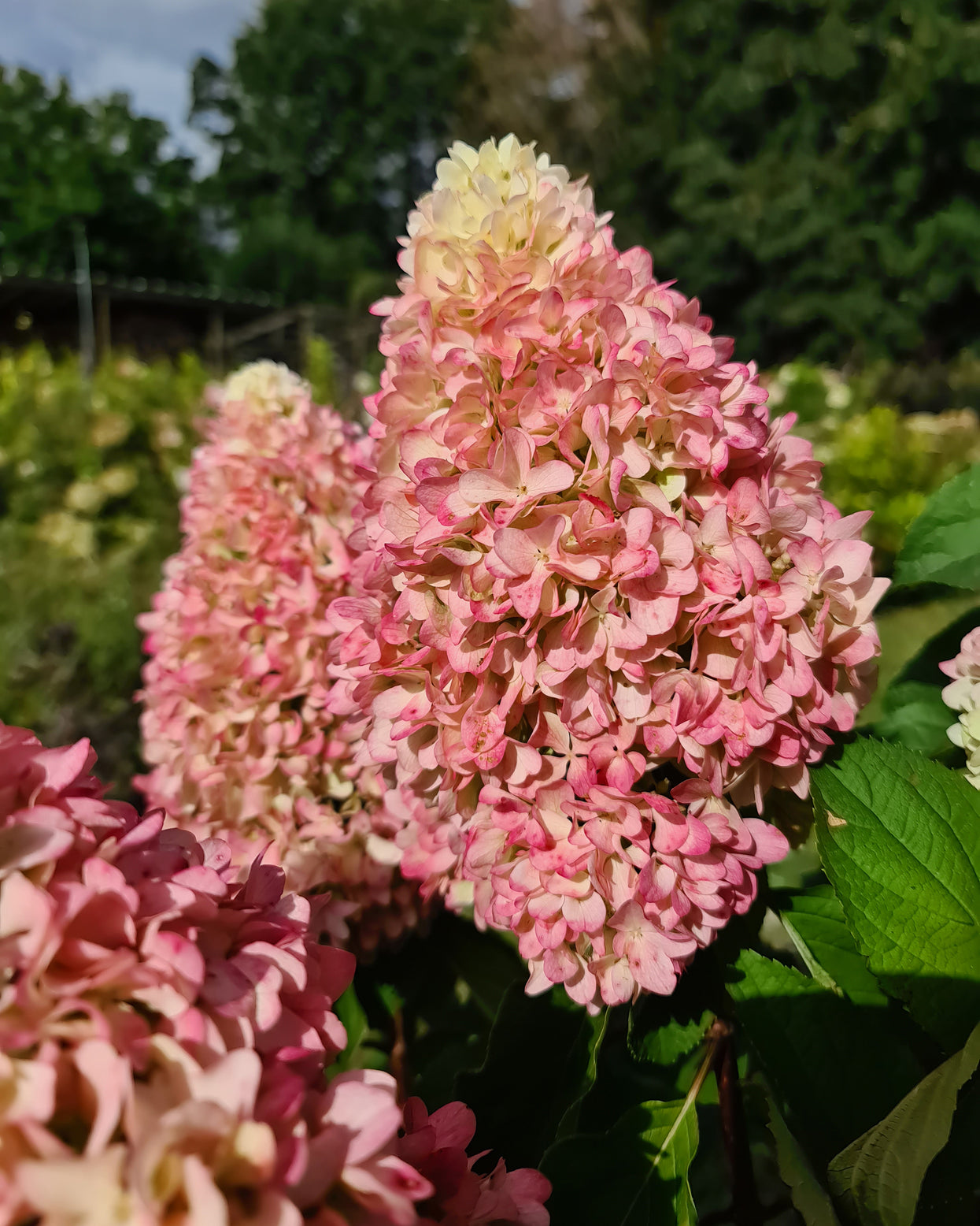 Hydrangea paniculata 'Little Fresco' bare roots — Buy online at Farmer ...