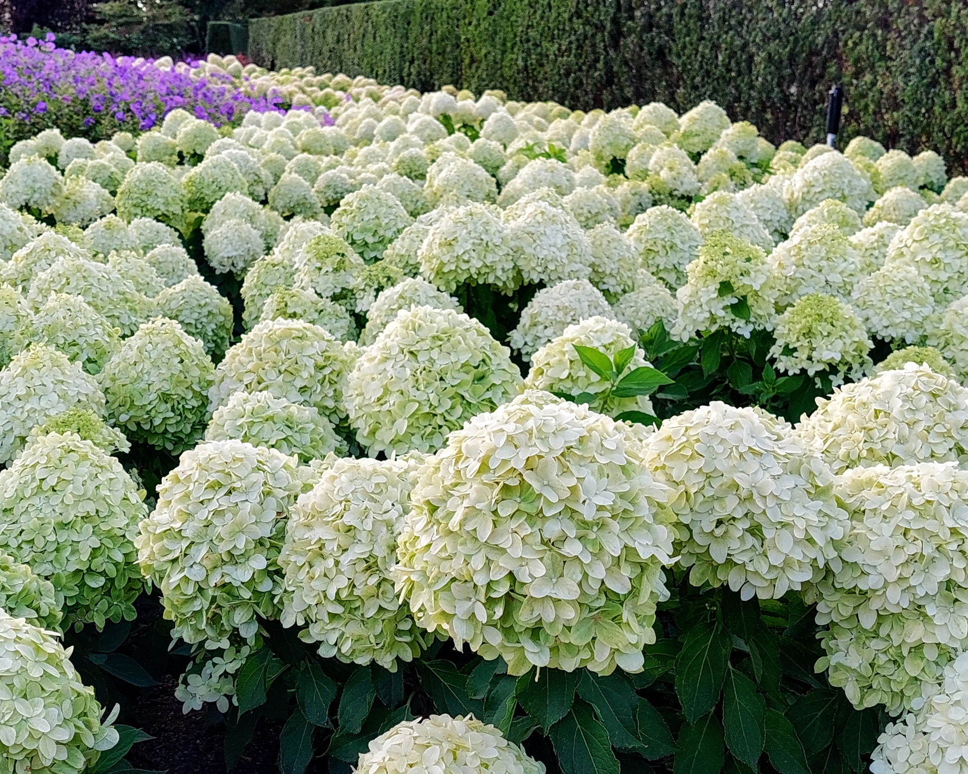 Hydrangea paniculata 'Little Spooky' bare roots — Buy dwarf hortensias ...