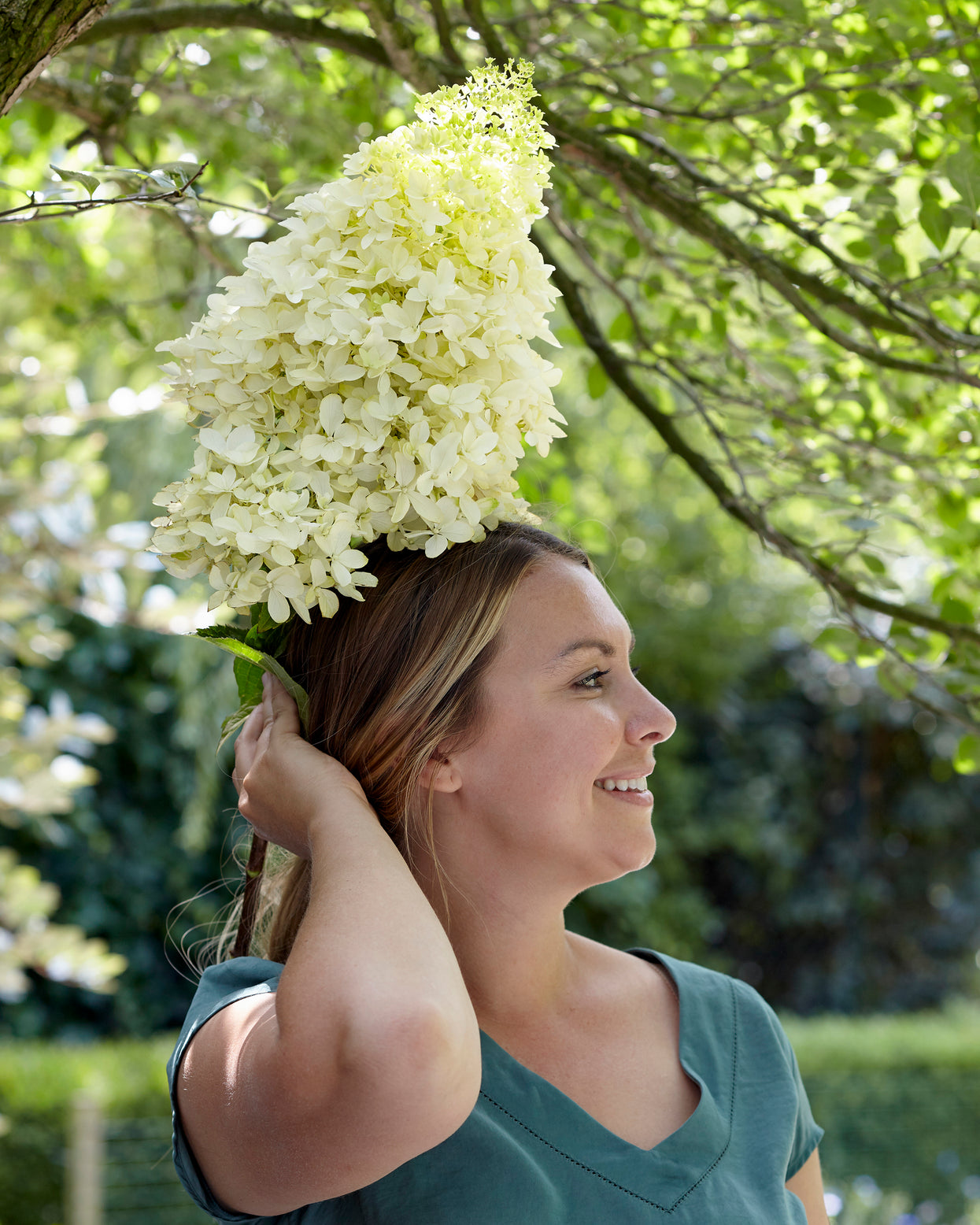 Hydrangea paniculata 'Skyfall' bare roots | Buy online at Farmer Gracy UK