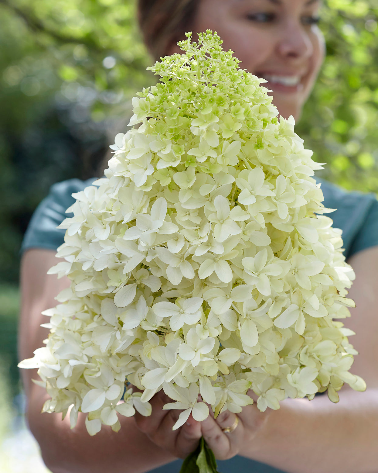 Hydrangea paniculata 'Skyfall' bare roots | Buy online at Farmer Gracy UK