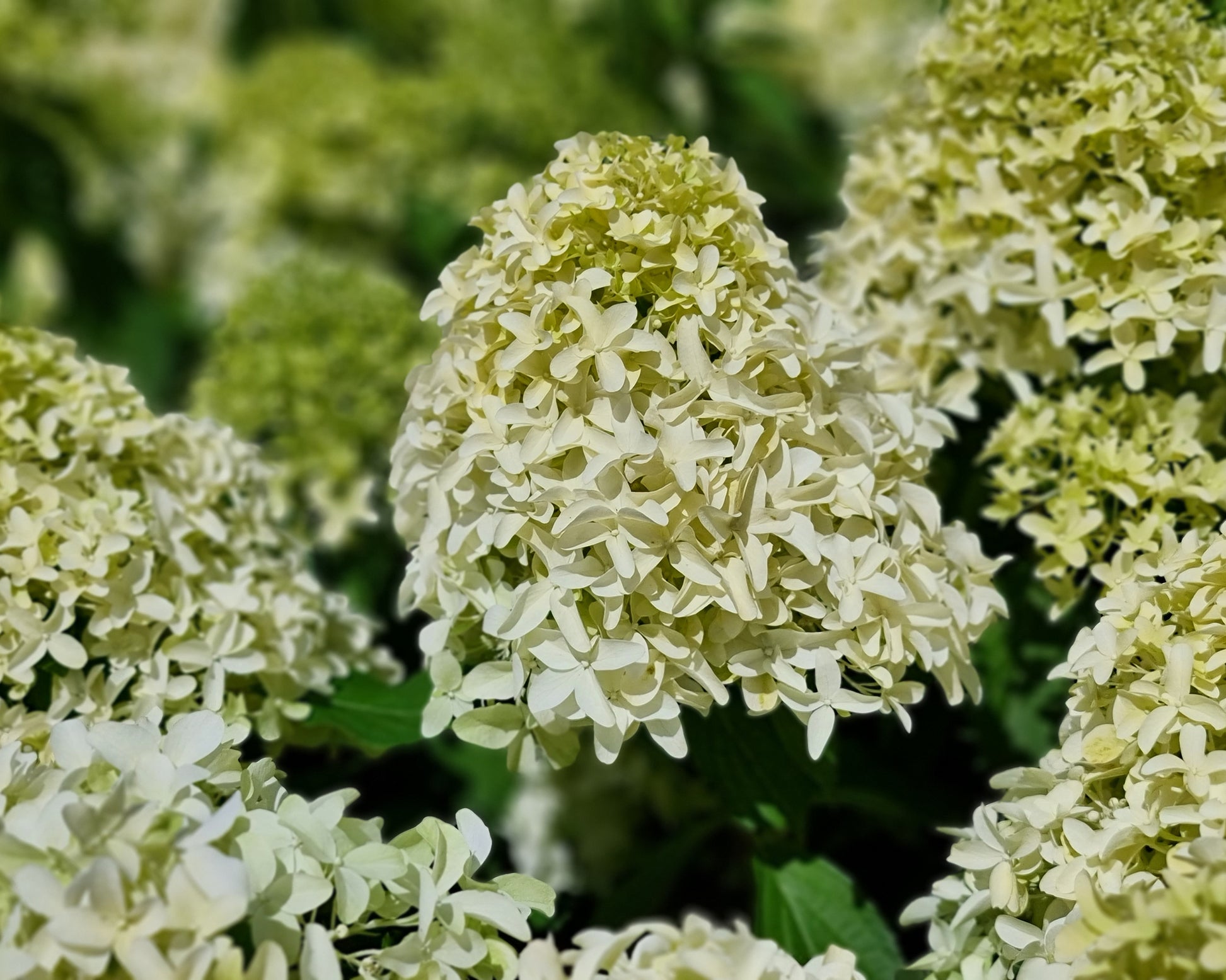 Hydrangea paniculata 'Skyfall' bare roots — Buy online at Farmer Gracy UK