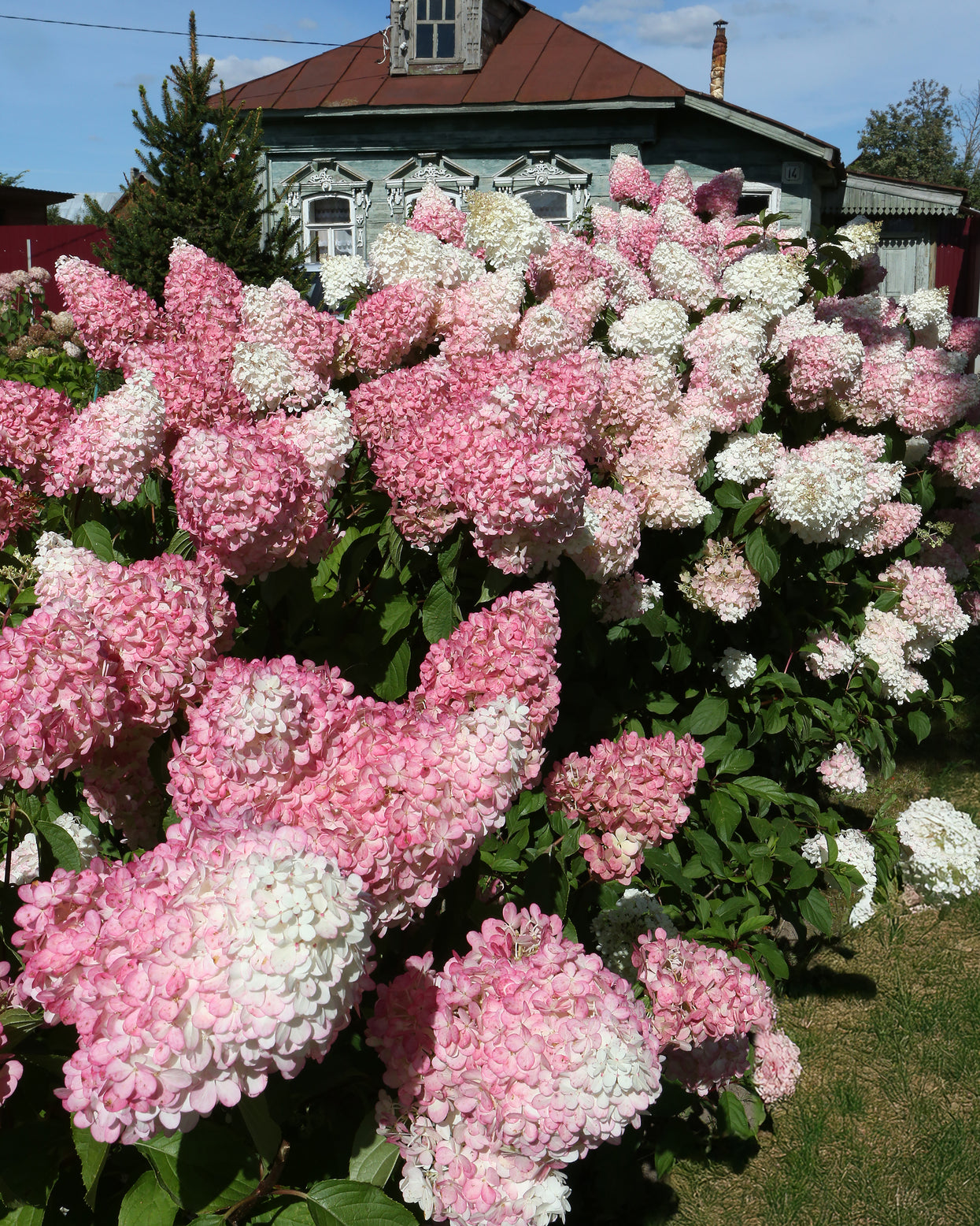 Hydrangea paniculata 'Vanille Fraise' bare roots | Buy large hydrangeas ...