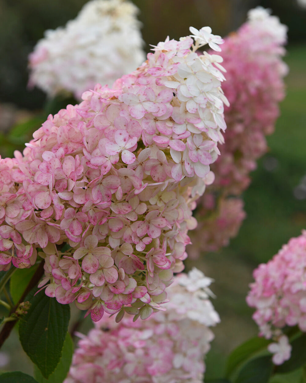 Hydrangea paniculata 'Vanille Fraise' bare roots | Buy large hydrangeas ...