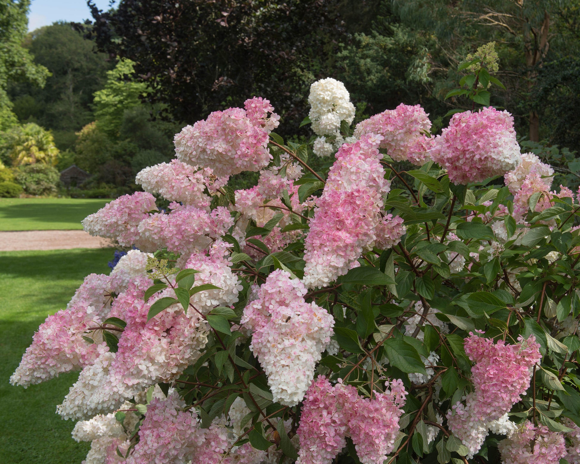 Hydrangea paniculata 'Vanille Fraise' bare roots | Buy large hydrangeas ...