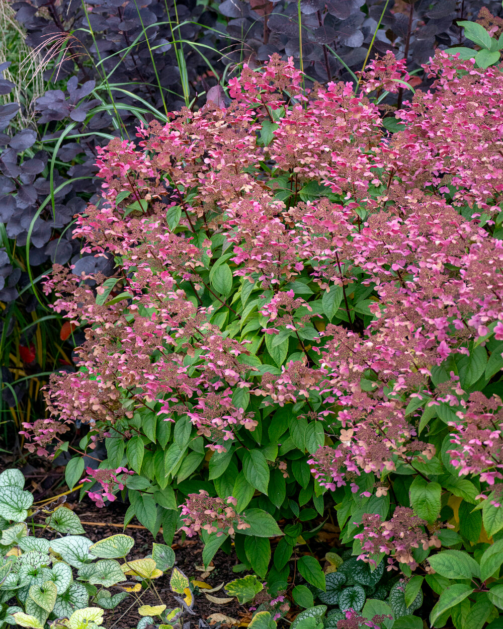 Hydrangea paniculata 'Wim's Red' bare roots — Buy large-flowered ...