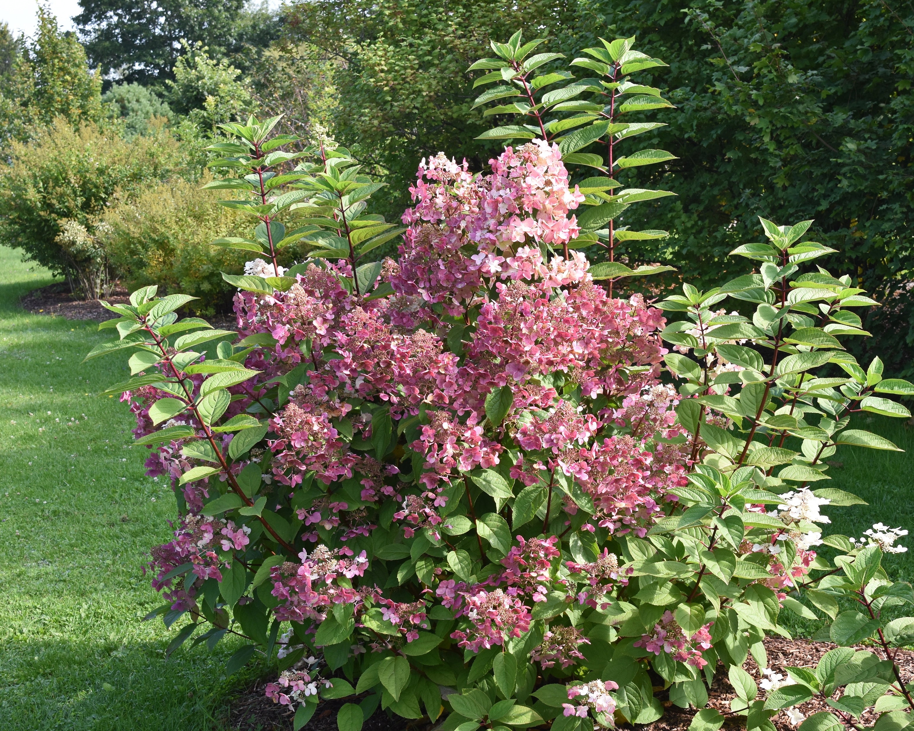 Hydrangea paniculata 'Wim's Red' bare roots — Buy large-flowered ...