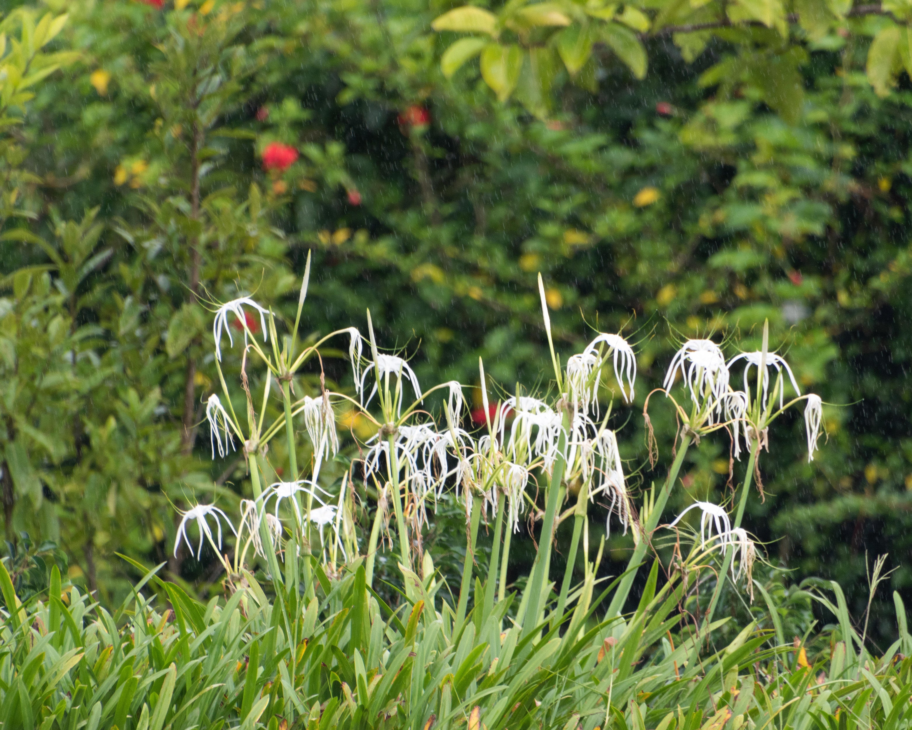Hymenocallis littoralis (beach spider lily) bulbs | Buy online at ...