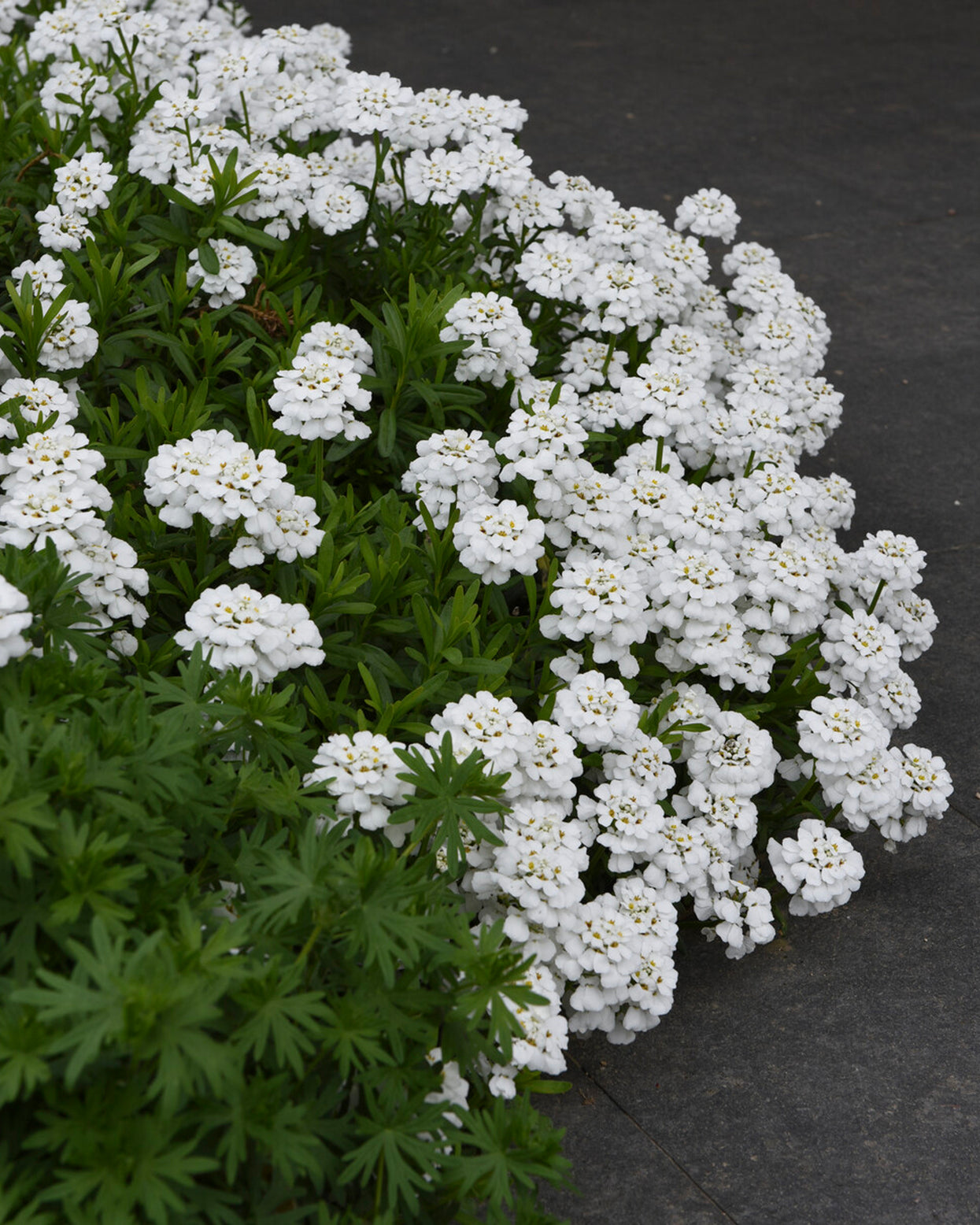 Iberis sempervirens 'Snowflake' (candytuft) | Buy online at Farmer Gracy UK