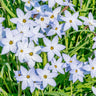 Ipheion planting instructions / How to plant Ipheion bulbs — Farmer Gracy