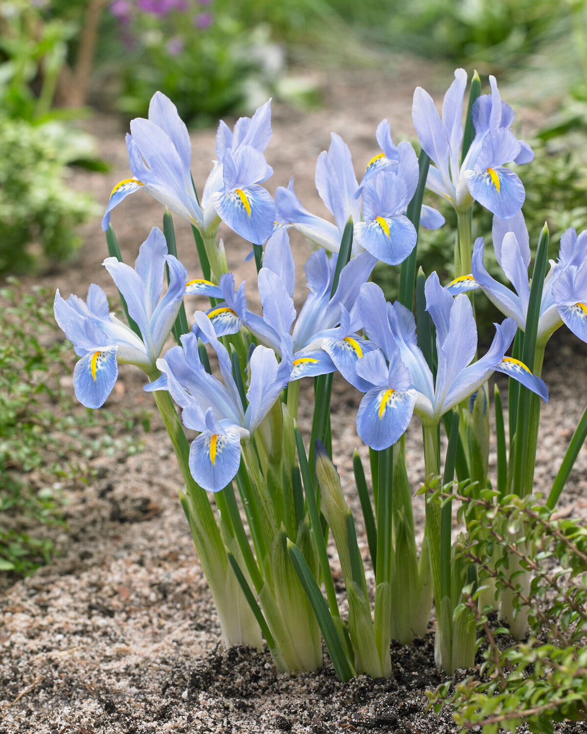 Iris reticulata 'Blue Planet' bulbs | Buy light blue dwarf irises ...